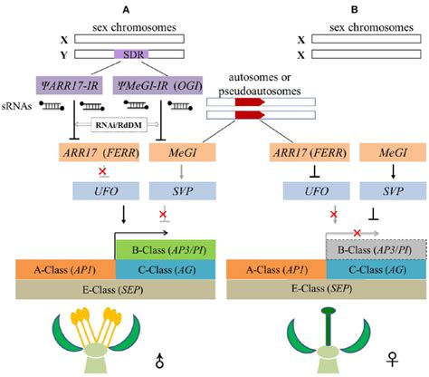 A Convergent Mechanism Of Sex Determination In Dioecious Plants Distinct Sex Determining Genes