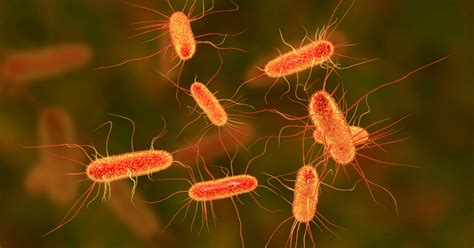 Cell To Cell Communication Quorum Sensing In Bacteria Biolabtests