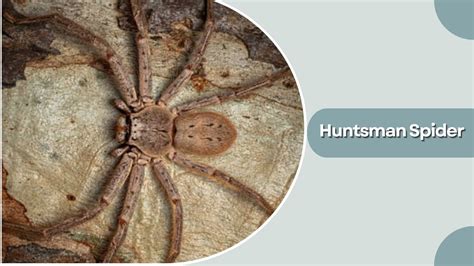 10 Spiders With Long Legs And Small Body Id With Picture