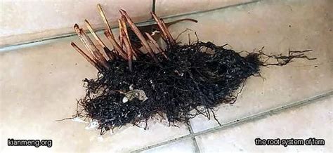 Kianmengorg Notes On Gardening Part 622 The Root System Of Fern