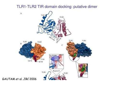 Ppt Tlr X Ray Structures Powerpoint Presentation Free Download Id