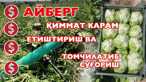 #AYZBERG АЙС БАЗАР навли айсберг карамини етиштириш - YouTube