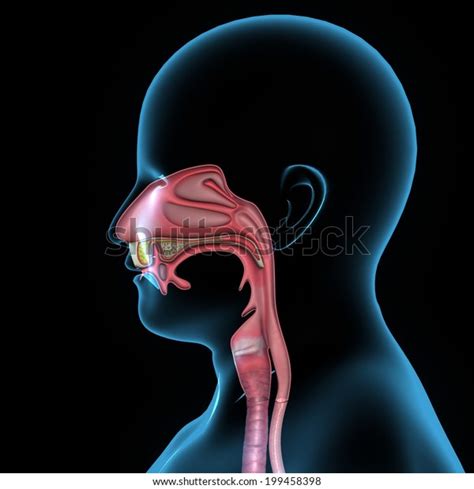 Maxillofacial Xray Over 7 Royalty Free Licensable Stock Illustrations