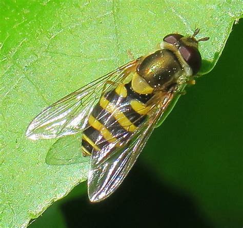 Syrphus Bugguide Net