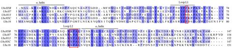 sequence alignment of the ubc domain of different e2 enzymes produced
