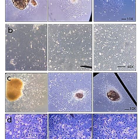 Monolayer Cells Of A The C Nieuhofii Testis Fibroblast Like Flt