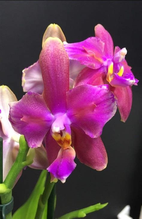 Pin by Kristine Dier on Orchids | Orchids, Pretty flowers, Flowers