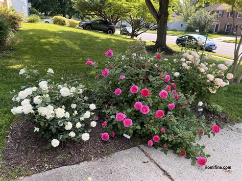Small Rose Garden Growing Roses In Containers Balcony Patio And Terrace ~