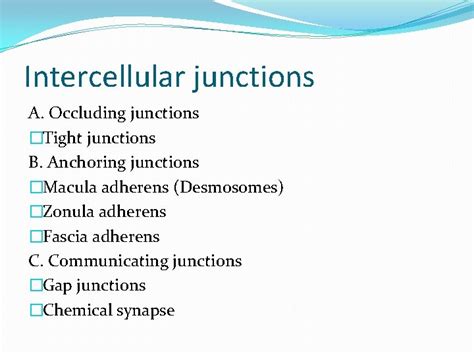 Cell Junctions Intercellular Junctions A Occluding Junctions Tight