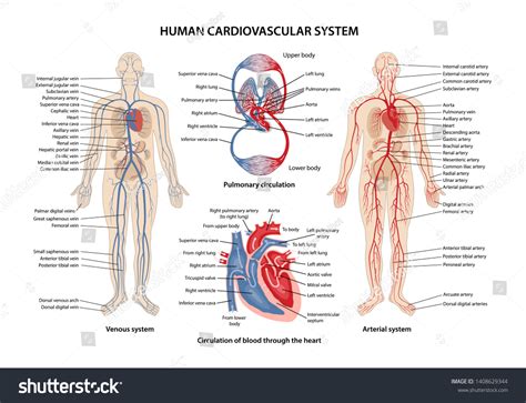 Simple Circulatory System Diagram Without Labels Simple Circulatory System Diagram Without Labels