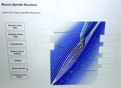 Muscle Spindle Structure Label The Muscle Spindle Structures Sensory