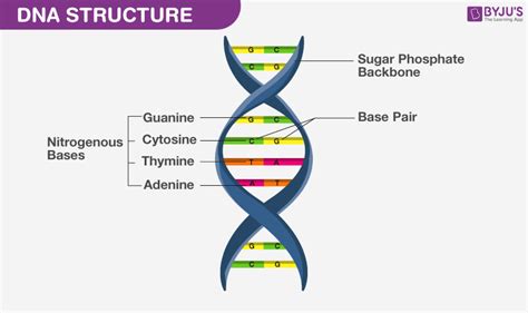 Properties Of DNA