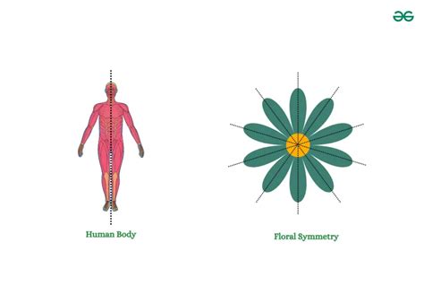Real Life Examples Of Symmetry Geeksforgeeks