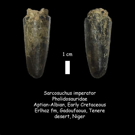Sarcosuchus Imperator Tooth Fossil Id The Fossil Forum