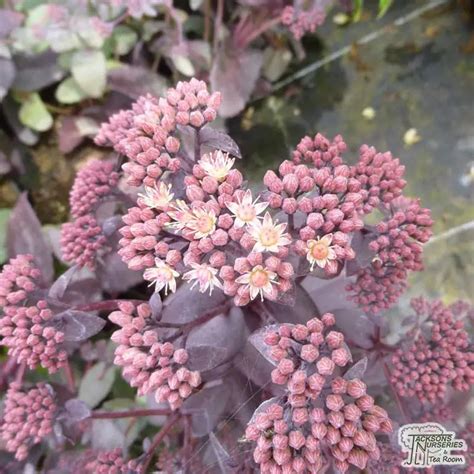 Sedum Purple Emperor