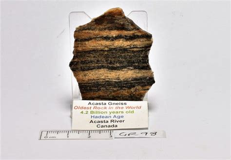 Pin On Fossils From Gem Rock Auctions