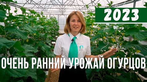Очень урожайный и ранний огурец для теплиц и открытого грунта. Огурец ...