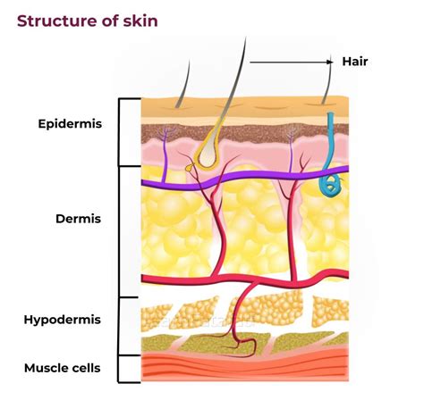 Epidermis Structure Cell And Layers Of A Human Skin
