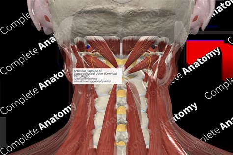 Articular Capsule Of Zygapophyseal Joint Cervical Part Right Complete Anatomy