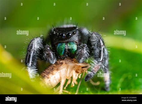 A Jumping Spider Phidippus Regius Eating Its Prey Cockroach On A