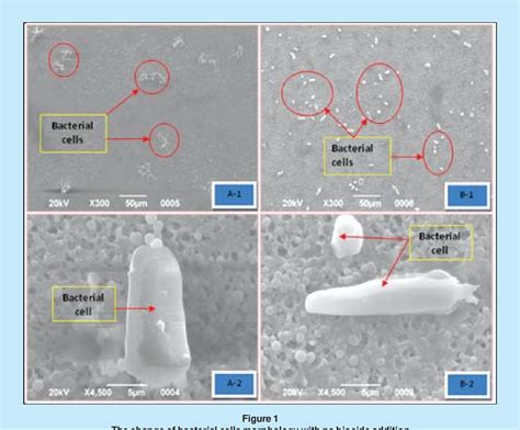 Figure 1 From The Effect Of Biocides Addition Against Morphology And Size Distribution Of