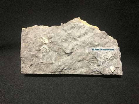 Crinoid Rare Indiana Crinoidechinodermblastoid Combination