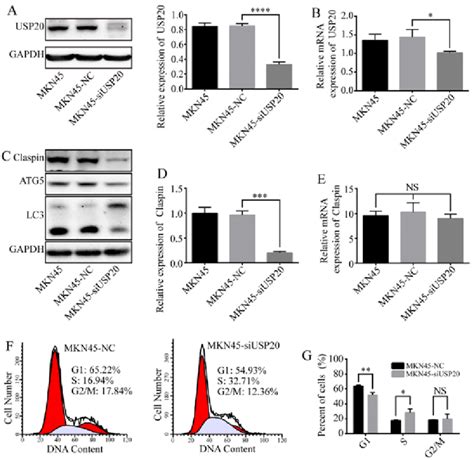Effect Of Altered Usp20 Expression On Mkn45 Cell Lines A And B Usp20
