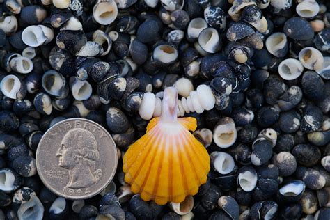 0975 Hawaiian Pipipi Shell Necklace Sunrise Shells Hawaii