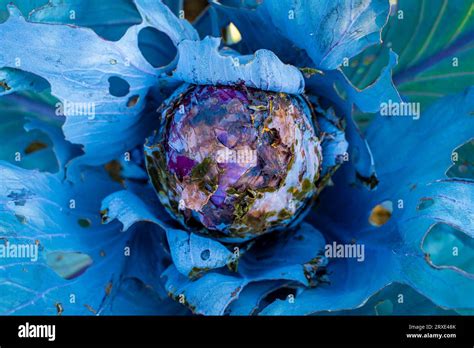 Close Up Of Rotting Growing Red Cabbage Problems Of Growing Cabbage At Home Diseases And Pests