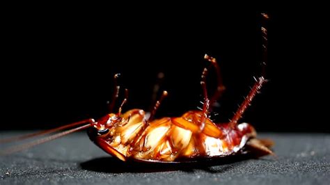 510 Black Background Bacteria Stock Videos Footage And 4k Video Clips