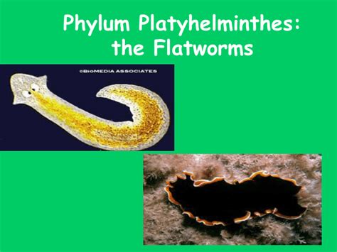 Platyhelminthes Flatworm Biology Presentation