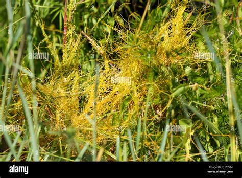 California Dodder Weed Control