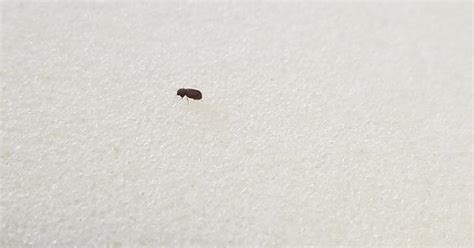 Brown Bug In Bedroom Album On Imgur