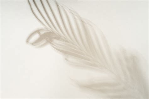 나뭇잎의 추상적인 그림자는 밝은 베이지색 콘크리트 벽의 질감에 그림자를 남깁니다 추상 질감 트렌디 한 베이지 색 배경 자연 개념 0명에 대한 스톡 사진 및 기타 이미지