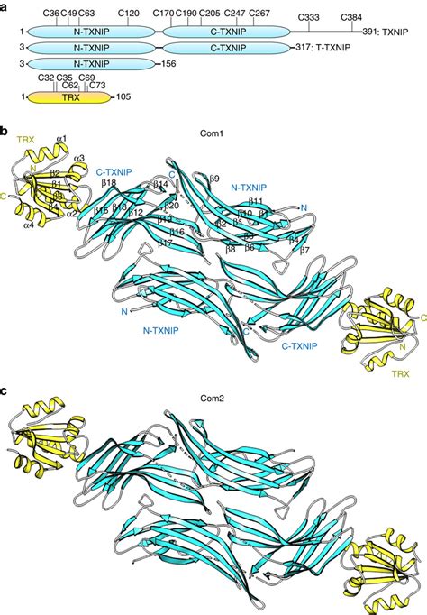 Overall Structure Of The Heterodimeric Complex Of Trx And Txnip In The Download Scientific