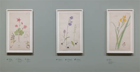 Hilma Af Klint Behind The Flowers