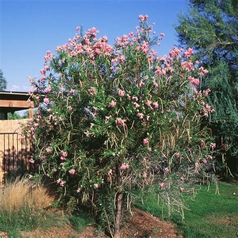 Desert Willow Pros And Cons At Joe Alvarez Blog