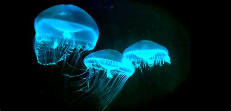 The Secret History Of Bioluminescence Hakai Magazine