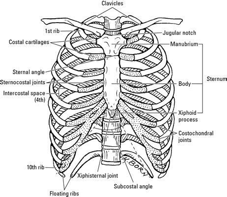 Thoracic Cage Diagram