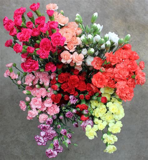 Carnations Stevens And Son Wholesale Florist