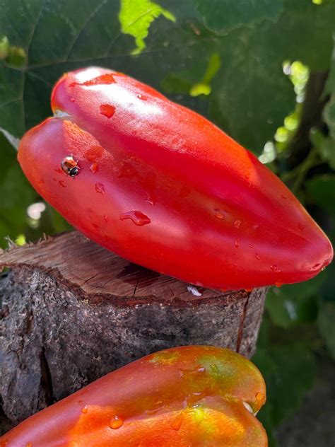 Cornul Caprei Seminte Traditionale