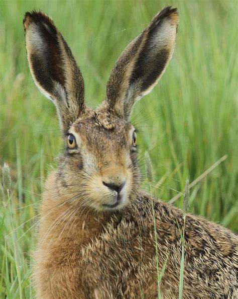 Brown Hare Lepus Europaeus By Sandra Standbridge
