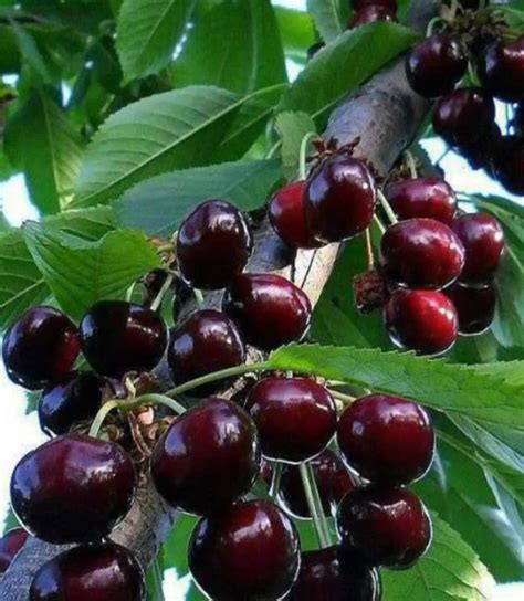 Pin by Galina on F. Fruits and vegetables | Fruit garden, Fruit plants ...