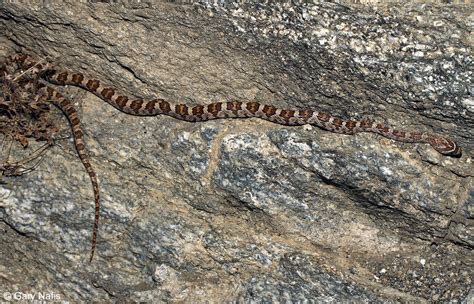 California Lyresnake Trimorphodon Lyrophanes