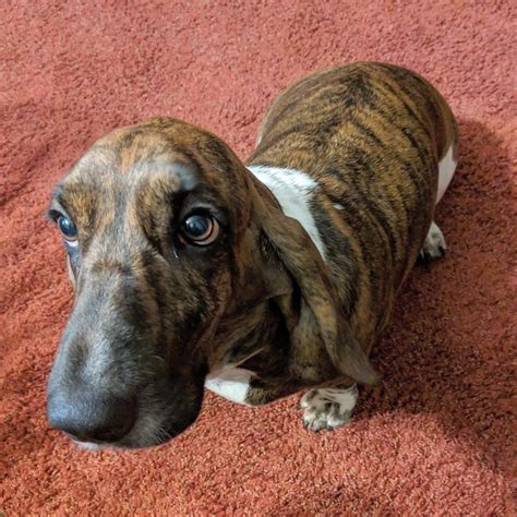 Meet Lulu My Friends Brindle Basset Hound Basset Hound Brindle