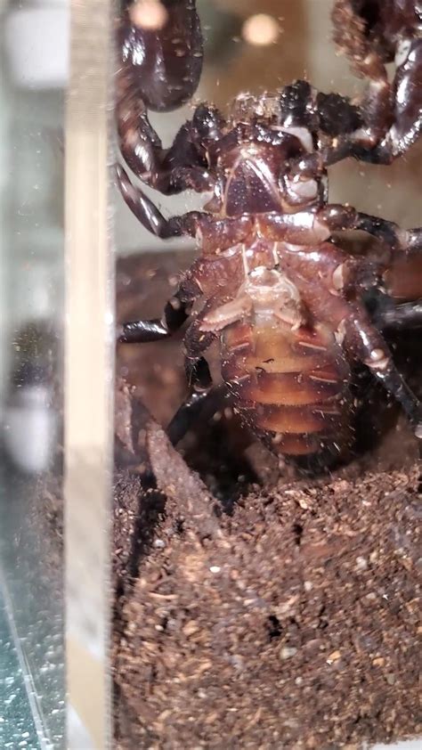Can Anyone Help Sex My Emperor Scorpion Thanks R Scorpions