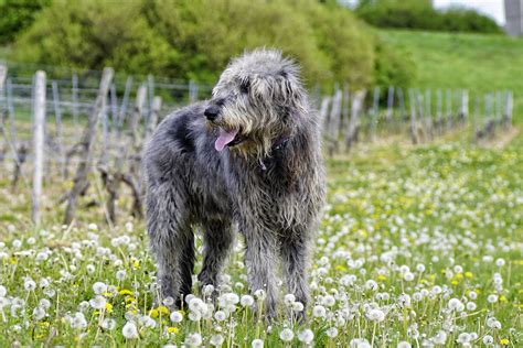 Scottish Wolfhound Size