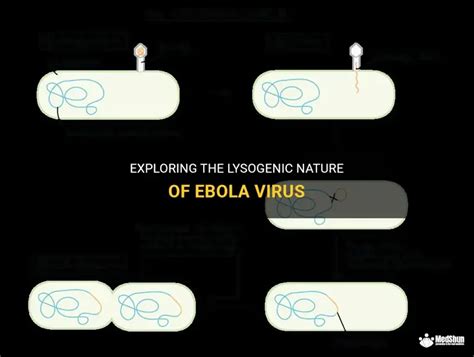 Exploring The Lysogenic Nature Of Ebola Virus Medshun