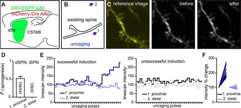 Figures And Data In Neuromodulation Of Excitatory Synaptogenesis In Striatal Development Elife