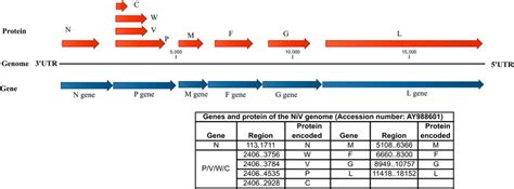 Nipah Virus Genome Linear Diagrammatic View Of The Different Genes